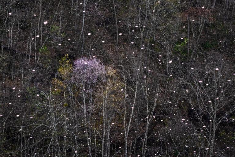 In Nature’s Embrace - Santa Fe Workshops