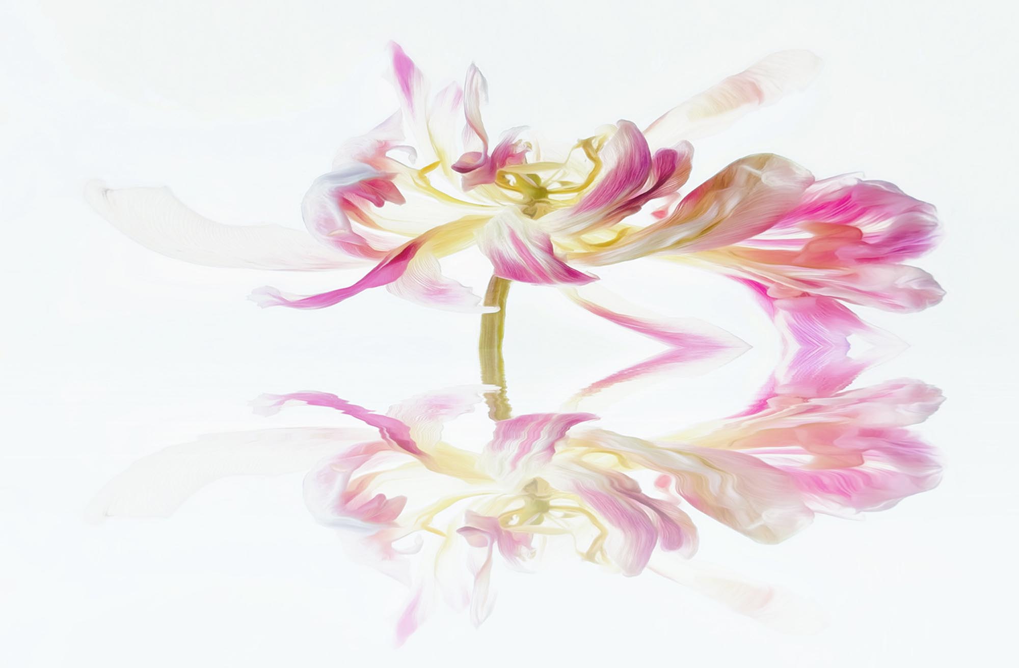 Using Metaphor and Emotion in Flower Photography - Santa Fe Workshops