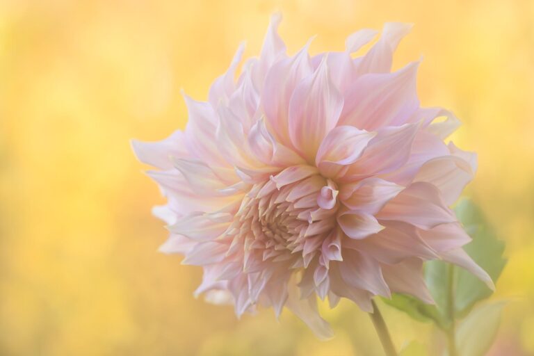 Using Metaphor and Emotion in Flower Photography - Santa Fe Workshops