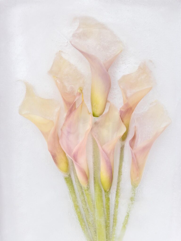 Using Metaphor and Emotion in Flower Photography - Santa Fe Workshops