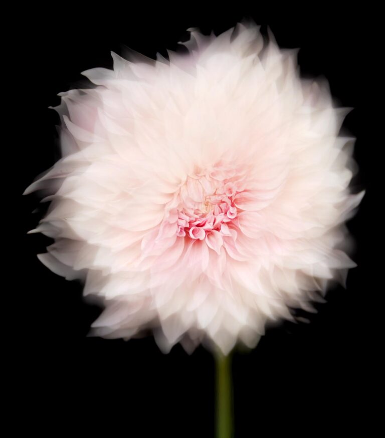 Using Metaphor and Emotion in Flower Photography - Santa Fe Workshops